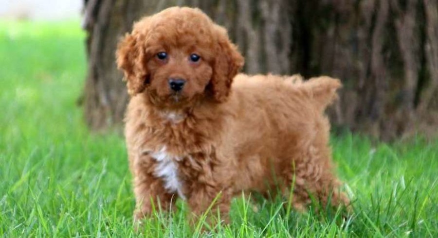 Miniature Poodle.Meet Gina a Puppy for Adoption.