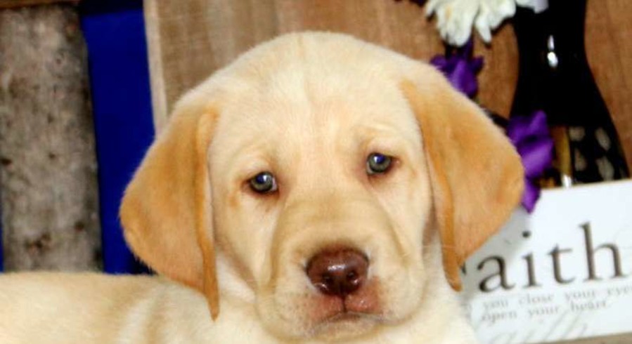 Yellow Labrador Retriever.Meet Buff a Puppy for Adoption.